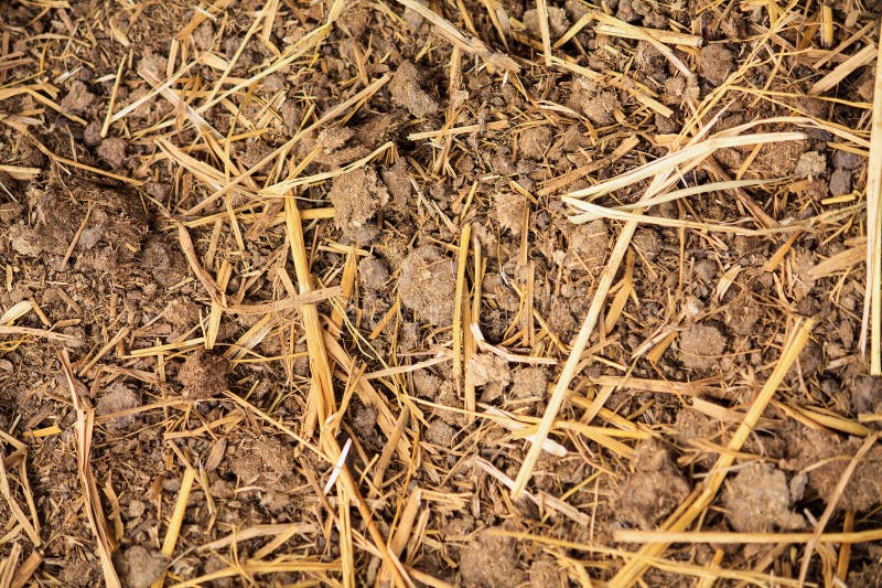 Cow Manure Texture Background Stock Photo - Image of agriculture ...