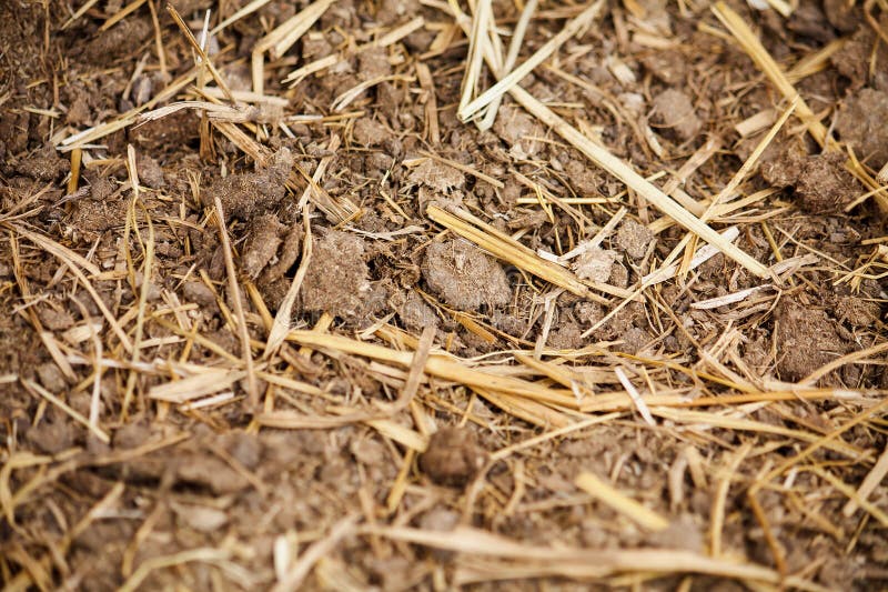 Cow Manure Stock Photos - Download 1,549 Royalty Free Photos