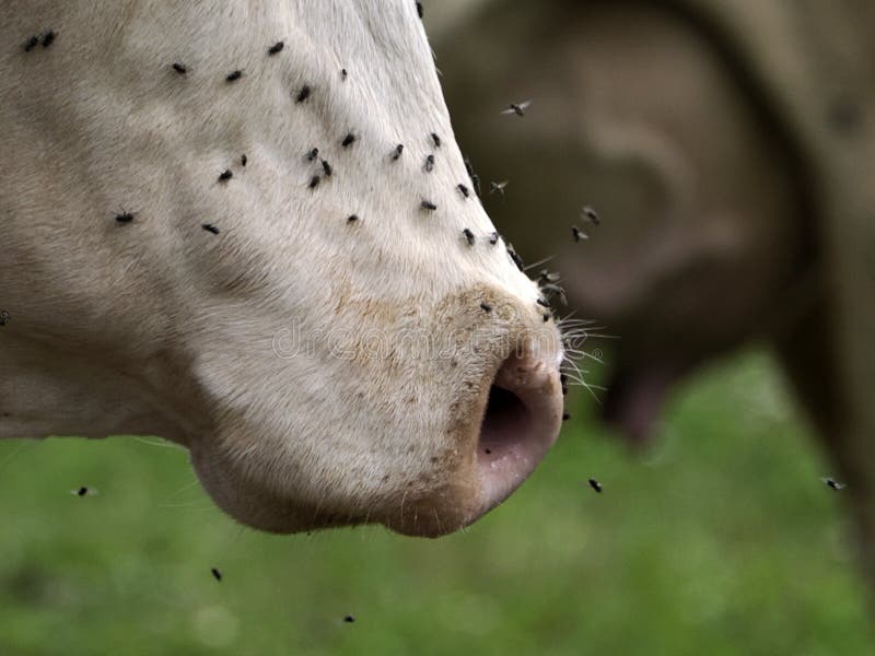 Cow with many fly stock photo. Image of animal, insect - 254017782