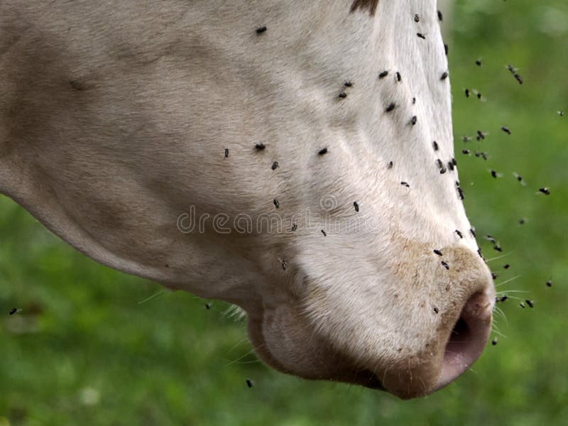 Cow with many fly stock photo. Image of hymenopterous - 254017784