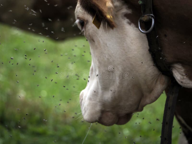 Cow with many fly stock photo. Image of animal, farmland - 254017762