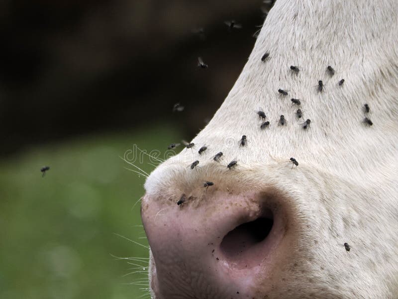 Cow with many fly stock photo. Image of disease, disagreeable - 254017776