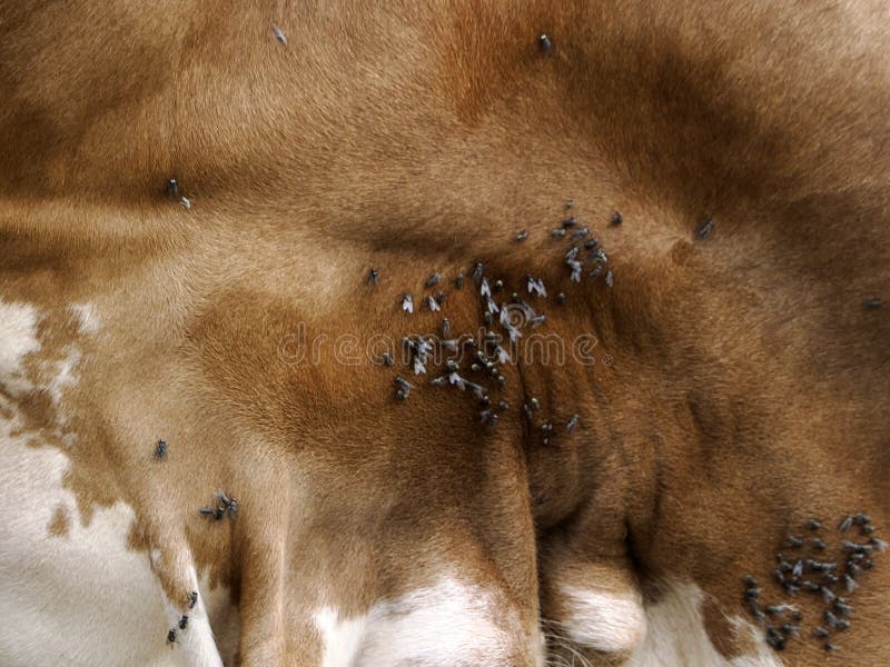 Cow with many fly stock photo. Image of detail, pasture - 254017788