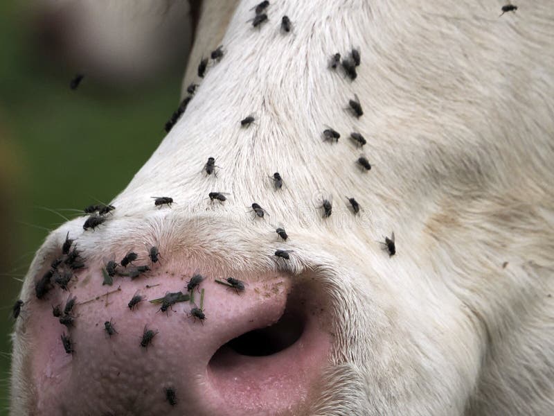 Cow with many fly stock image. Image of mammal, farmland - 254017795