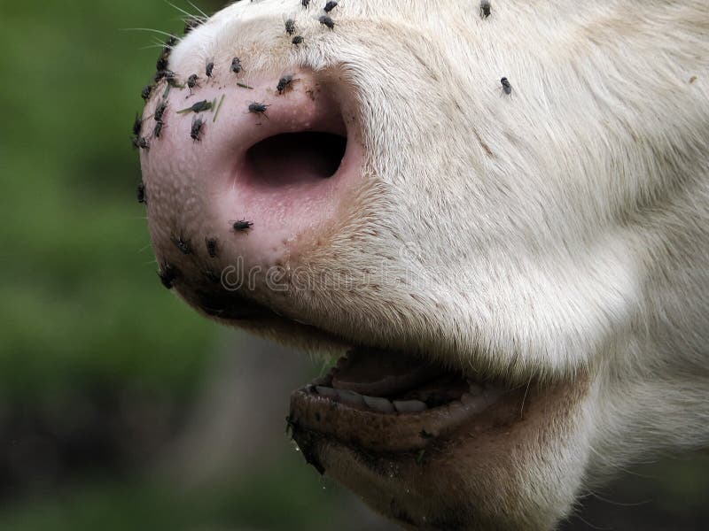 Cow with many fly stock photo. Image of countryside - 254017796