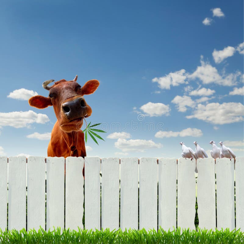 Cow with Marijuana Over the Fence Stock Photo - Image of horizontal ...