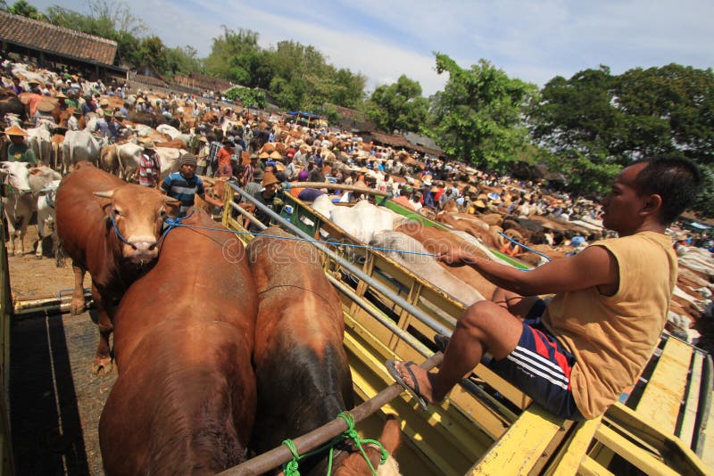 Cow markets editorial photo. Image of meat, market, boyolali - 43869261
