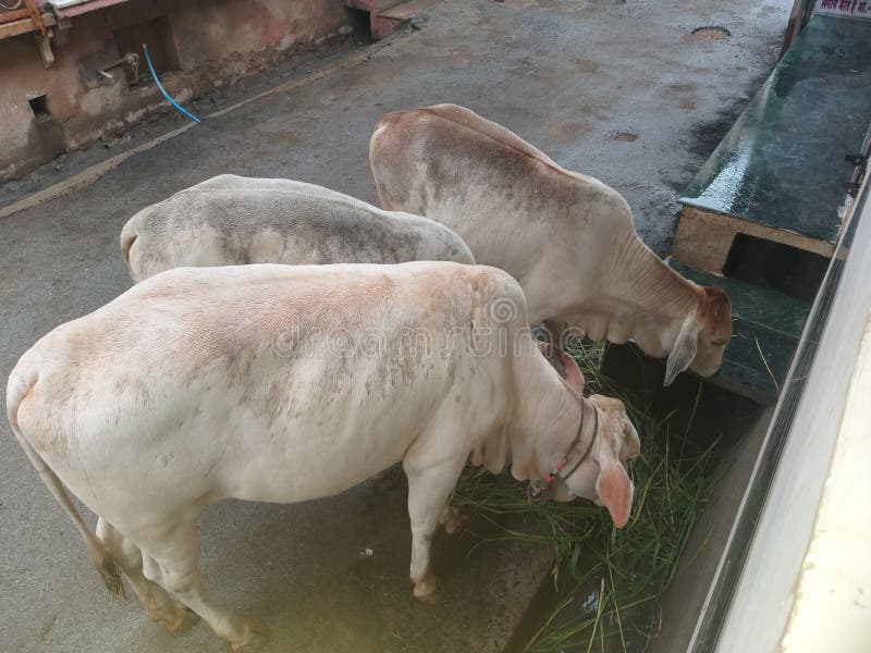 Cow Mata Morning Diet Routine Stock Image - Image of morning, mata ...