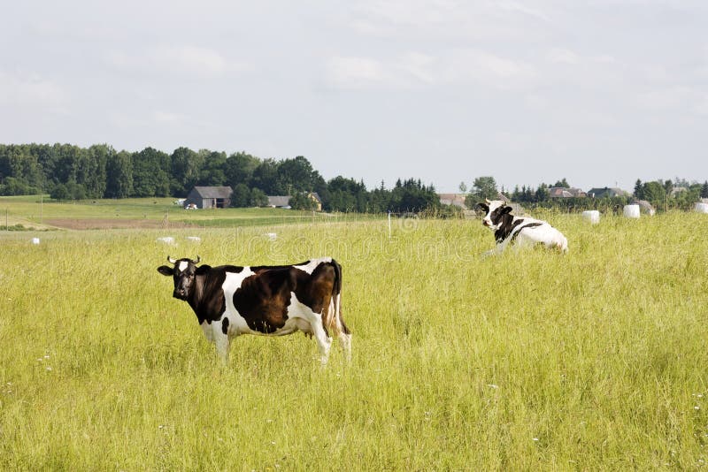 Cow on the meadow stock photo. Image of mammal, flower - 11174306