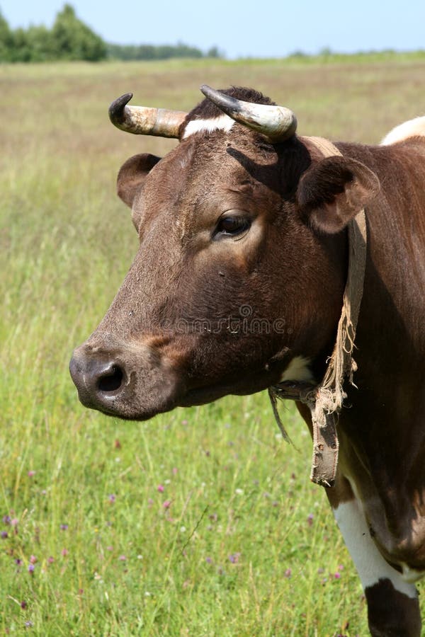 Cow at the meadow stock image. Image of pasture, herding - 11354183