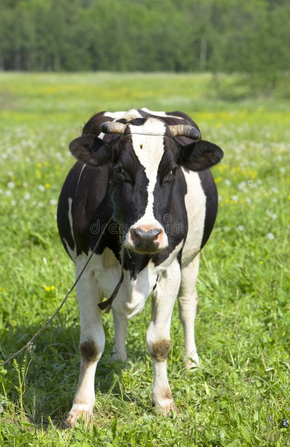 Cow in the meadow stock photo. Image of view, udder, rural - 11376570