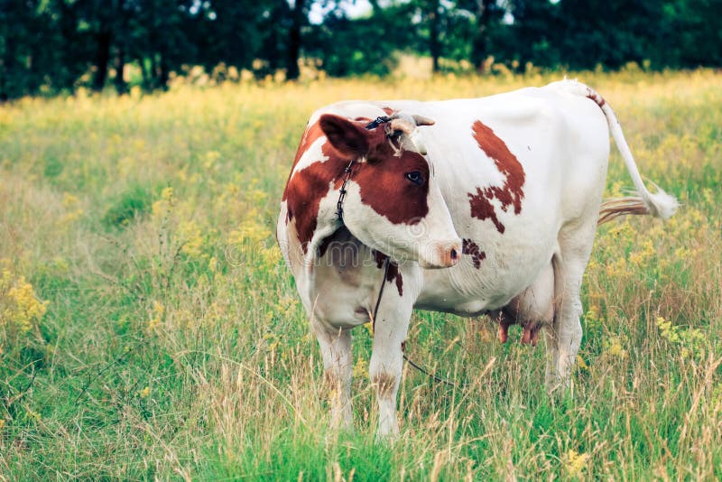 Cow on meadow stock image. Image of animal, side, blue - 11450305