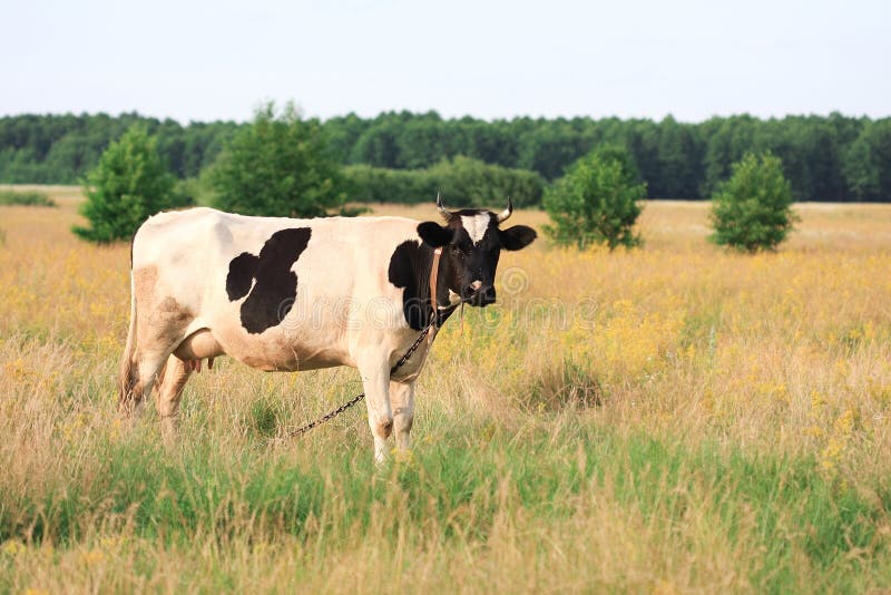 Cow on meadow stock image. Image of space, away, cattle - 11450401
