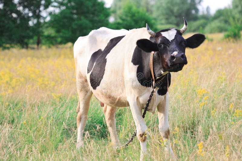 Cow on meadow stock photo. Image of tree, farm, livestock - 11837138