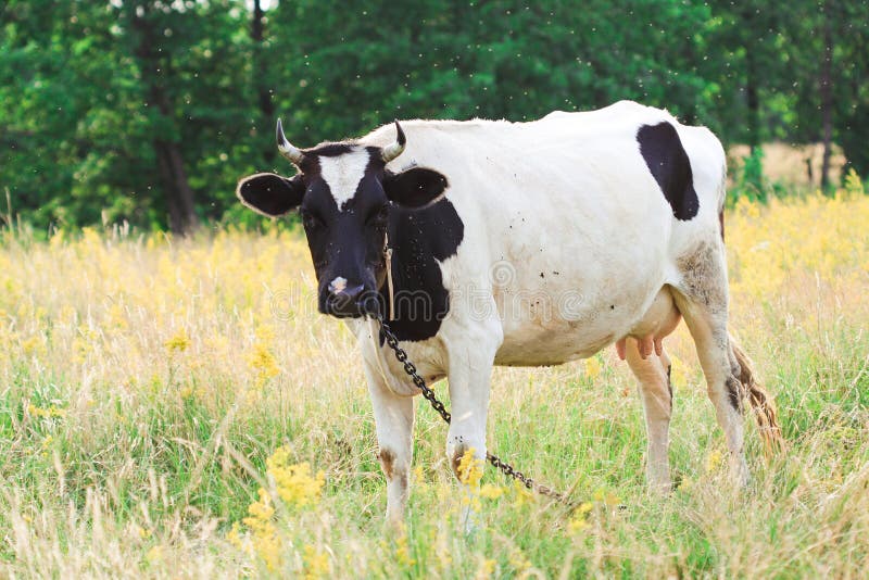 Cow on meadow stock photo. Image of pasture, udder, meadow - 11837240