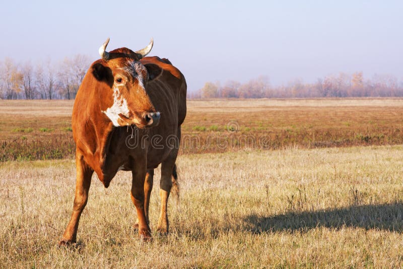 Cow meadow stock image. Image of house, morning, animal - 12022527