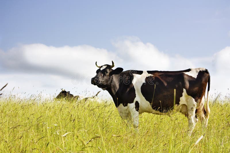 Cow on the meadow stock image. Image of livestock, mammal - 12159327