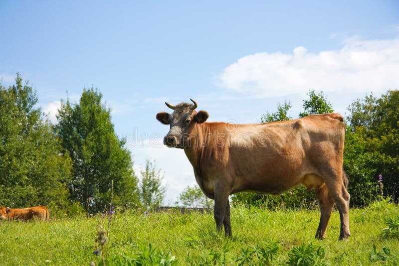 Cow on the meadow stock photo. Image of pasture, meadow - 12362410