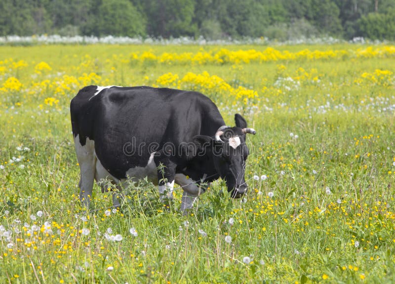 Cow in the meadow stock photo. Image of animal, face - 12958790