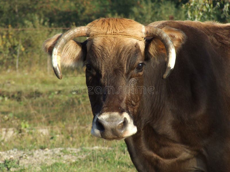 Cow In The Meadow stock photo. Image of countryside, farmland - 1640574