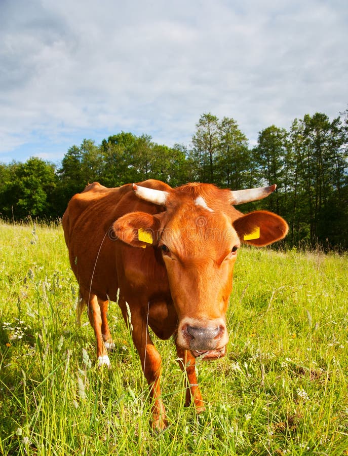 Cow in the meadow stock image. Image of blue, rural, agriculture - 17684579