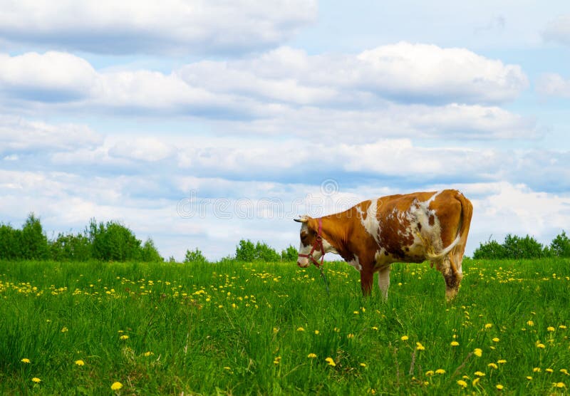 Cow on meadow stock image. Image of pasture, away, animals - 19578745