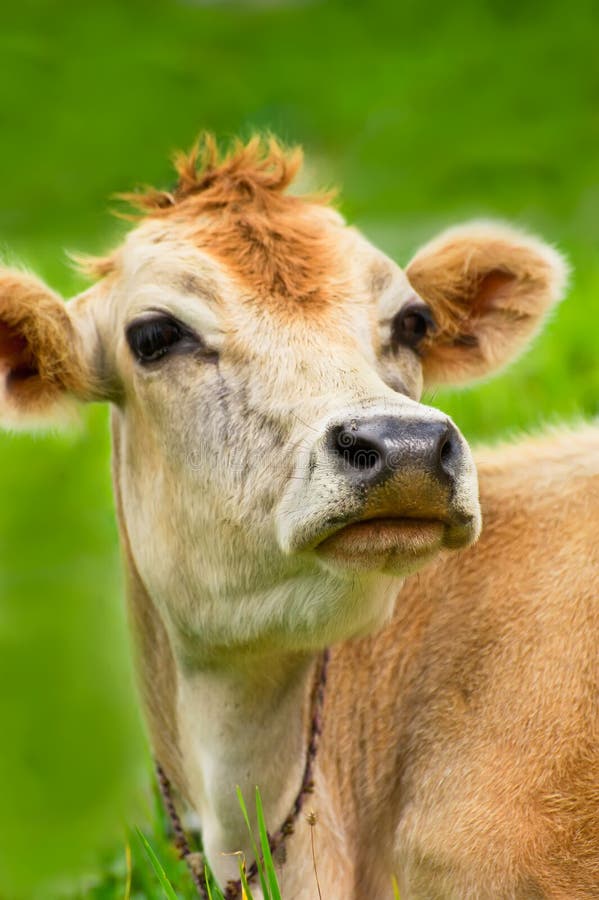 Cow smelling the flowers stock photo. Image of pasture - 41591468