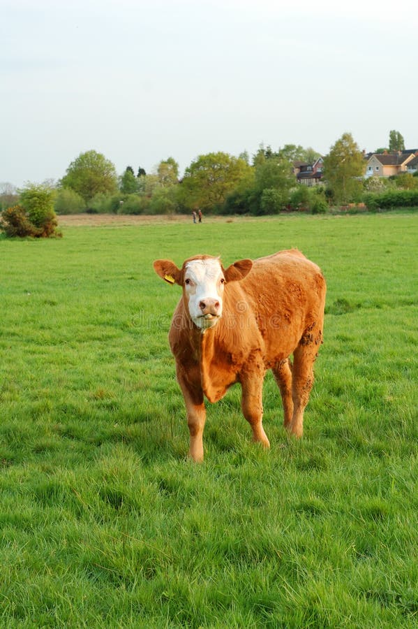 Cow In The Meadow Picture. Image: 2321286