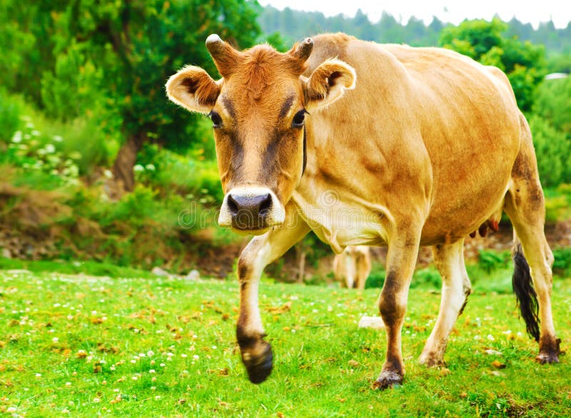 Cow in the meadow stock photo. Image of head, pasture - 26478124
