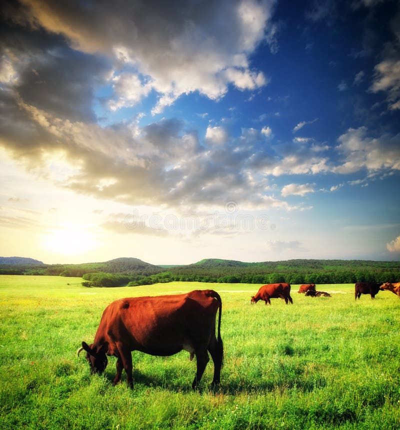 Cows stock image. Image of cloudy, animals, agricultural - 244791