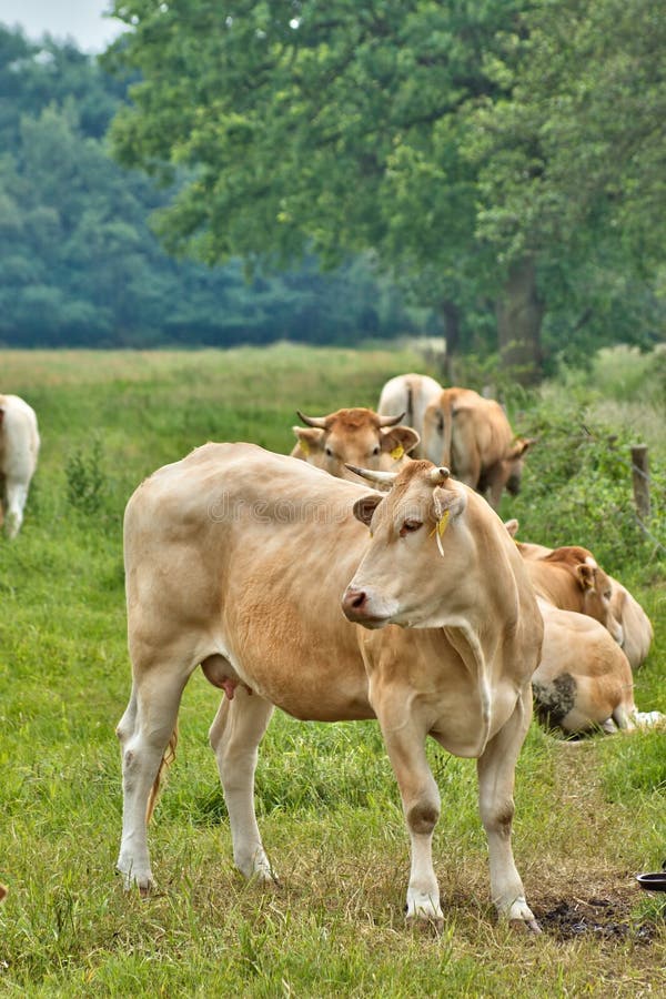 Cow in a meadow stock photo. Image of ruminant, happy - 28012492
