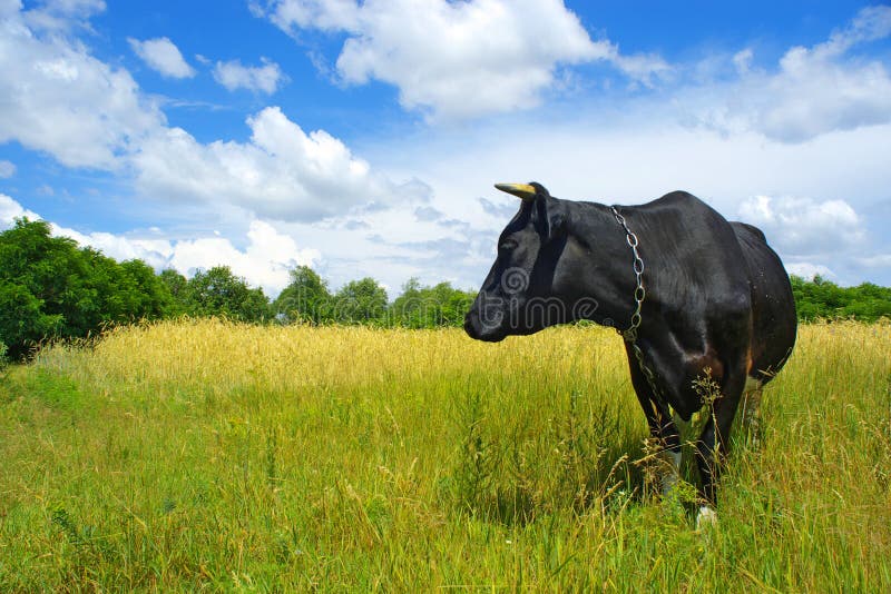 Cow on a meadow stock photo. Image of landscape, animals - 7316442