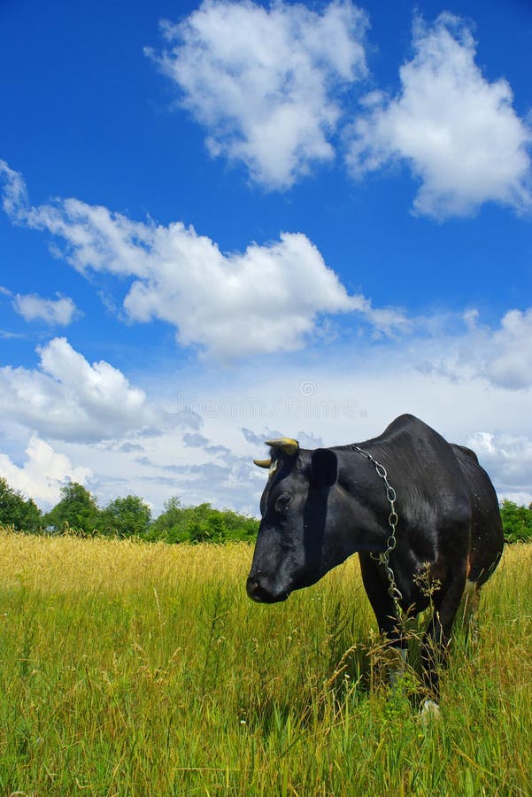 Cow on a meadow stock photo. Image of livestock, healthy - 7316480