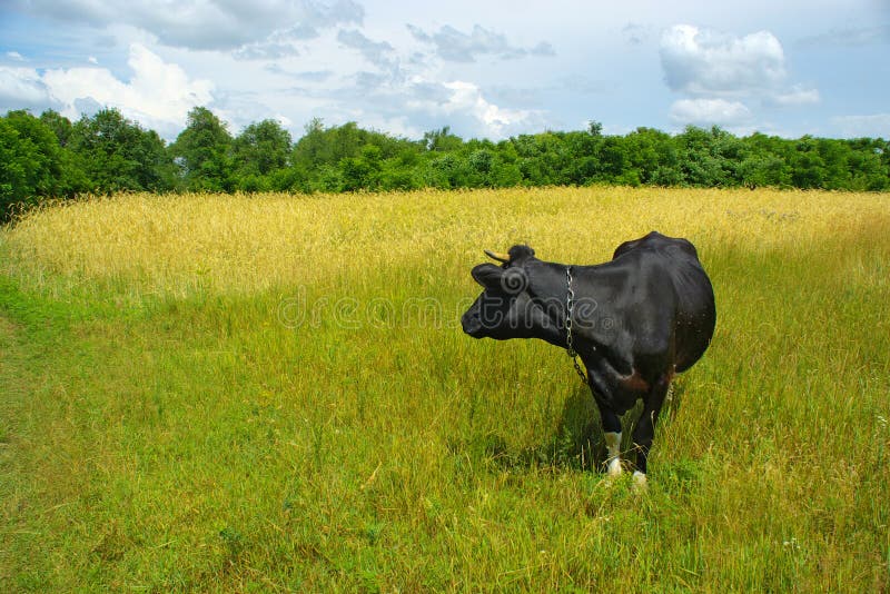 Cow on a meadow stock photo. Image of healthy, grassland - 7316494
