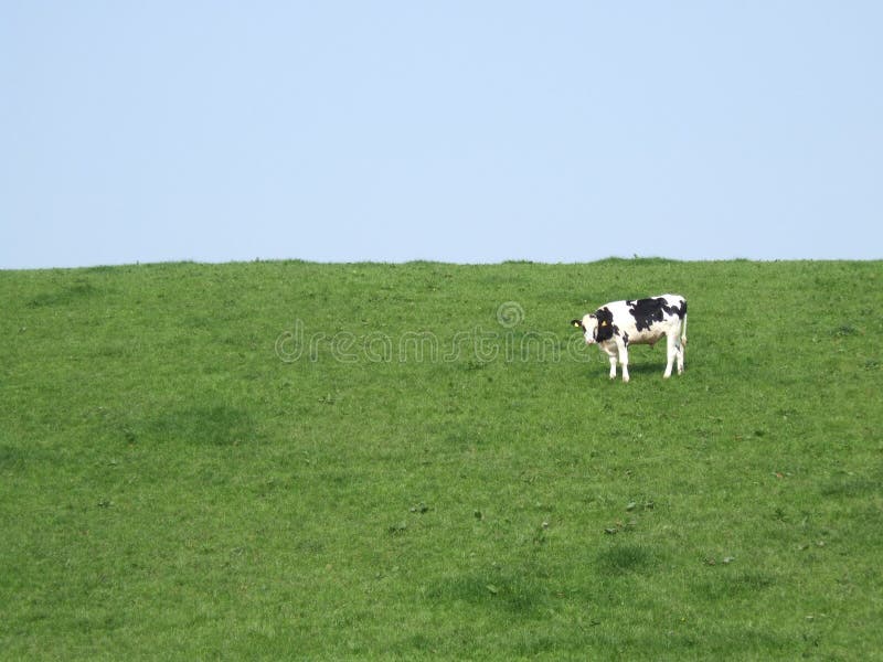 Cow in a meadow stock image. Image of meadow, grass, animals - 769619