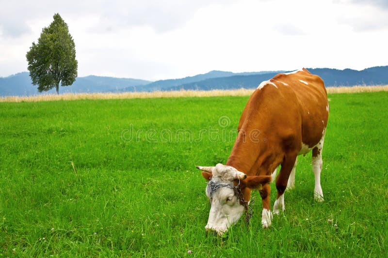Cow on meadow stock image. Image of curiosity, cloud, domestic - 8692151