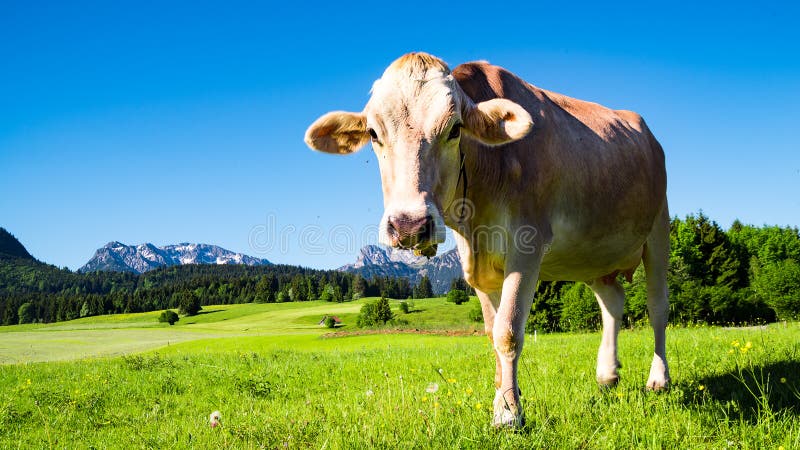 Cow on the Meadow in the Allgau Stock Photo - Image of beef, landscape ...
