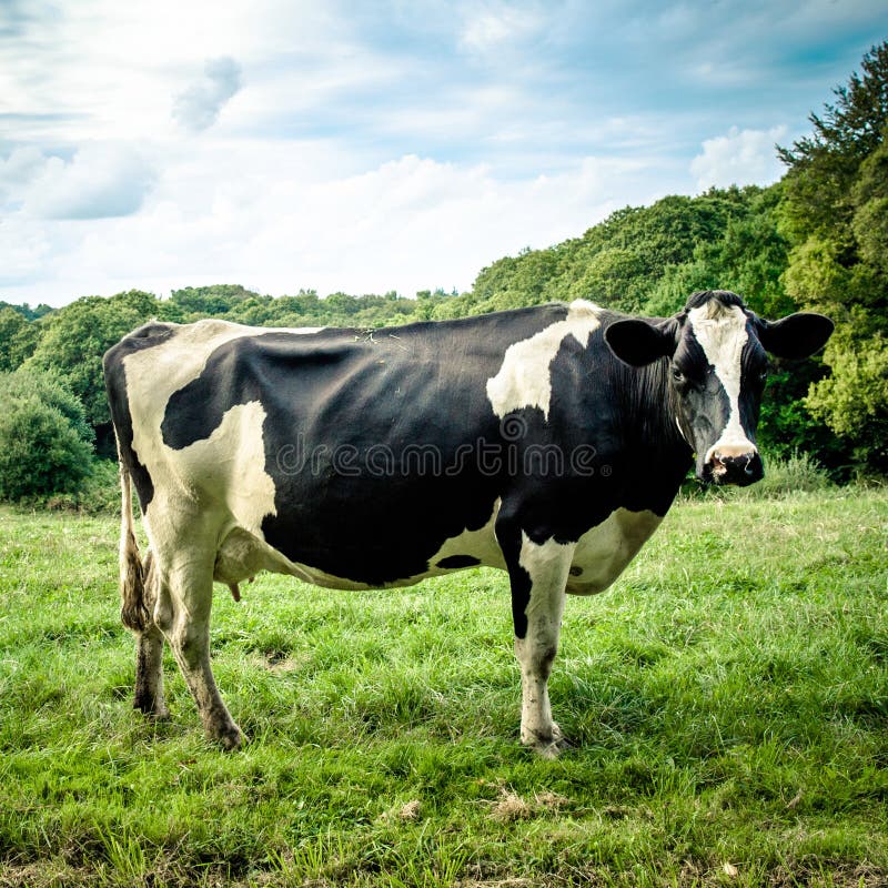 Cow in meadow stock image. Image of farm, grazing, stockbreeding - 49253691