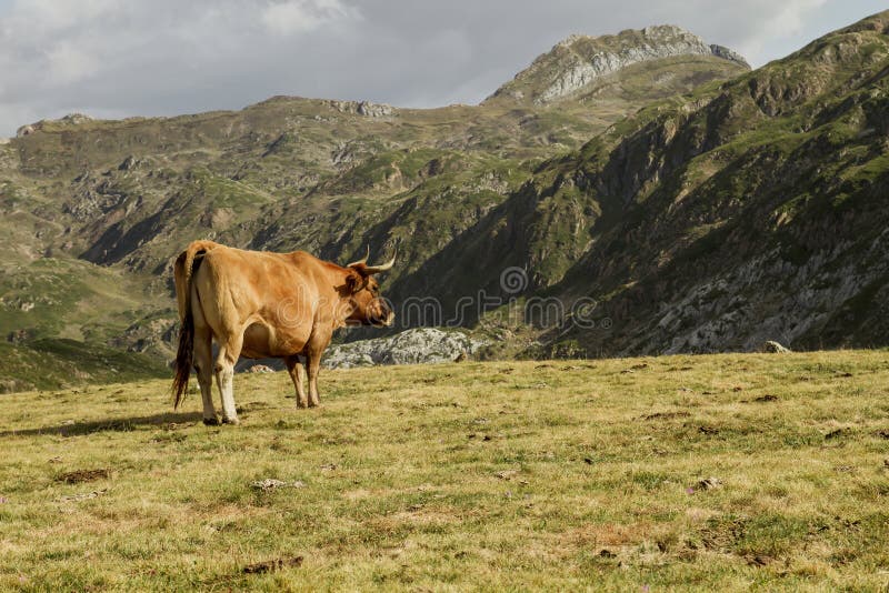 Cow in a meadow stock image. Image of stockbreeding - 190064183