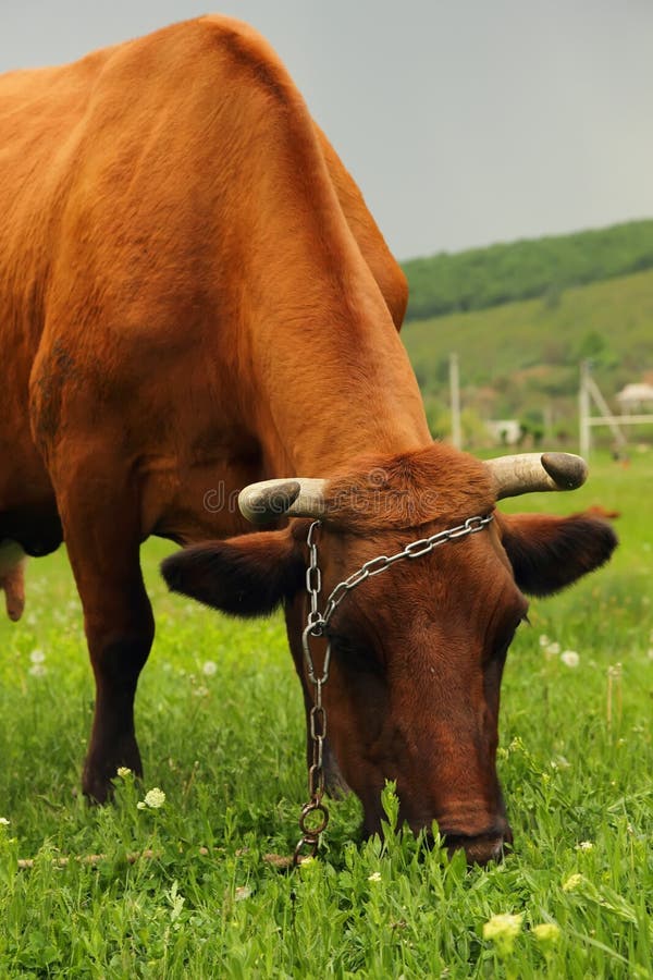 Cow on meadow closeup stock photo. Image of grass, udder - 40398400