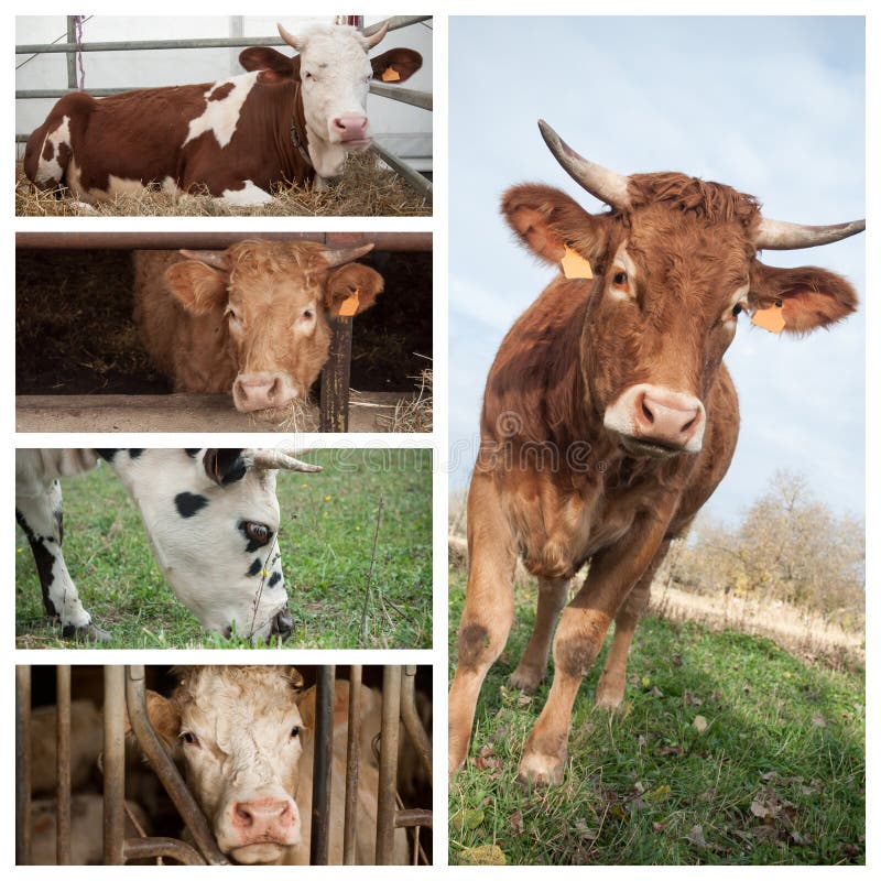 Collage Of Cattle On The Field Stock Photo - Image of farmland, curious ...