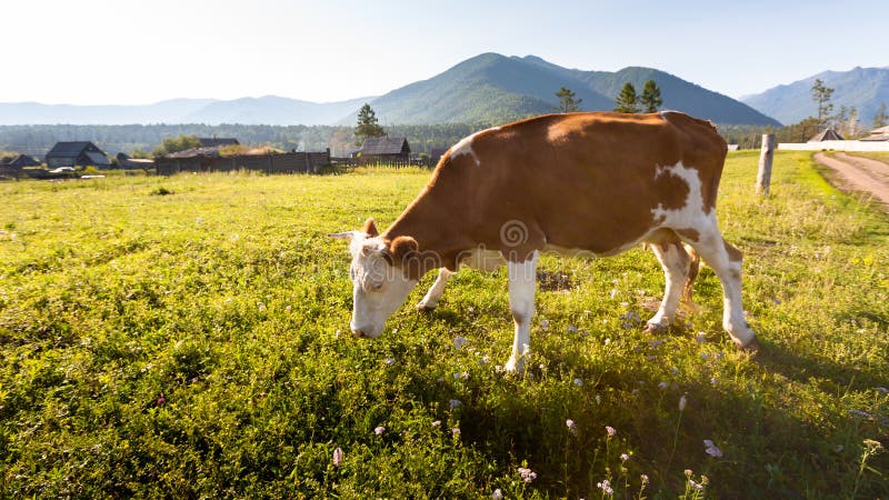 Cow at the Meadow in Countriside Stock Image - Image of animal, pasture ...