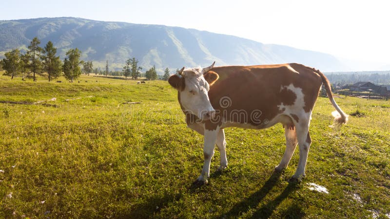 Cow at the Meadow in Countriside Stock Image - Image of pasture, meadow ...