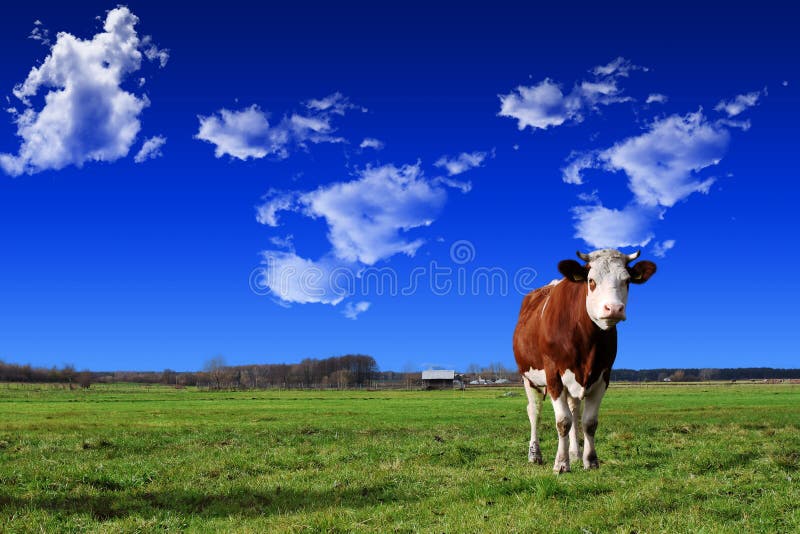 Cow on meadow stock photo. Image of landscape, field - 42277754