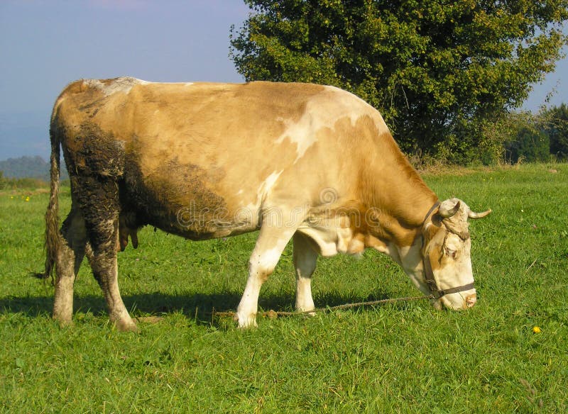 Cow on the meadow stock image. Image of little, meadow - 141028051