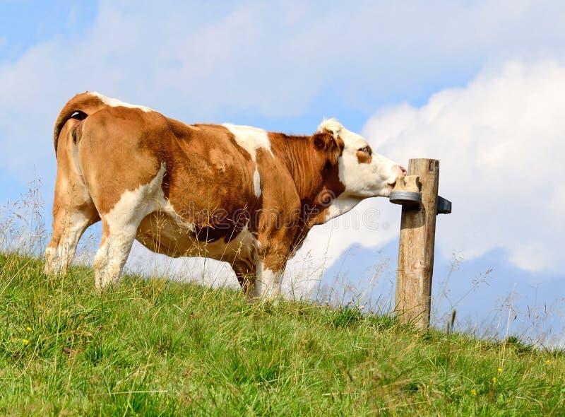 Cow on the Meadow Eats Salt Stock Image - Image of eats, head: 104651355