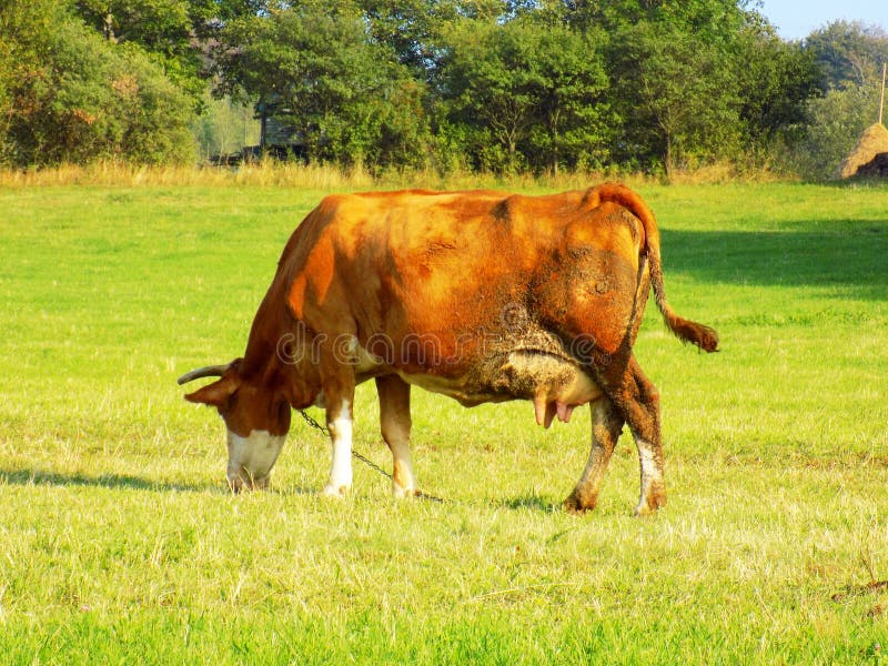 Cow on meadow stock image. Image of mouth, tail, environment - 66456109