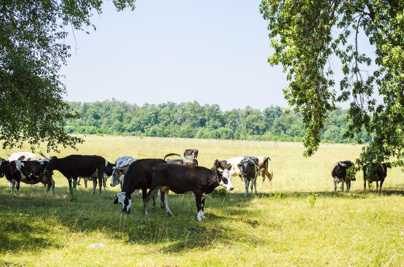 Cow in the meadow stock photo. Image of ranch, farm, meadow - 76744994