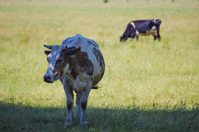 Cow in the meadow stock image. Image of calf, horned - 76927209