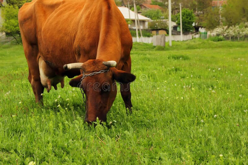 Cow on meadow stock image. Image of head, pasture, domestic - 40398273